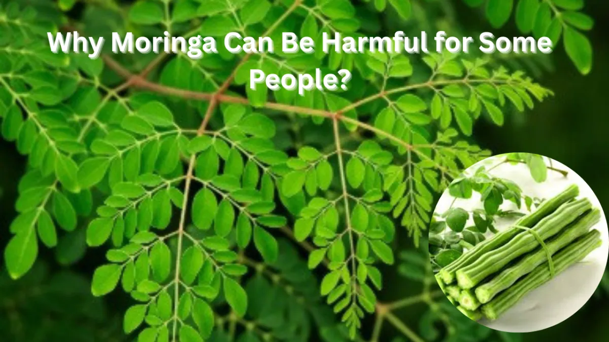 Why Moringa Can Be Harmful for These People? - Dainik Jagran English