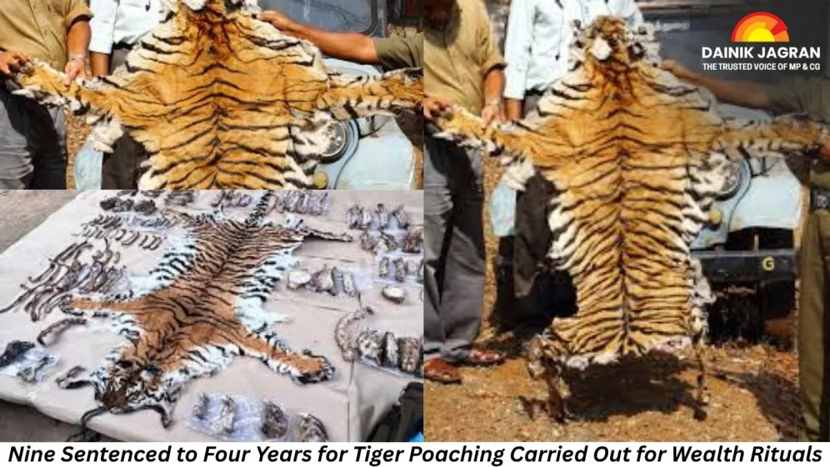 Tiger Poaching Case: 9 Hunters Sentenced to Four Years in Prison for ...