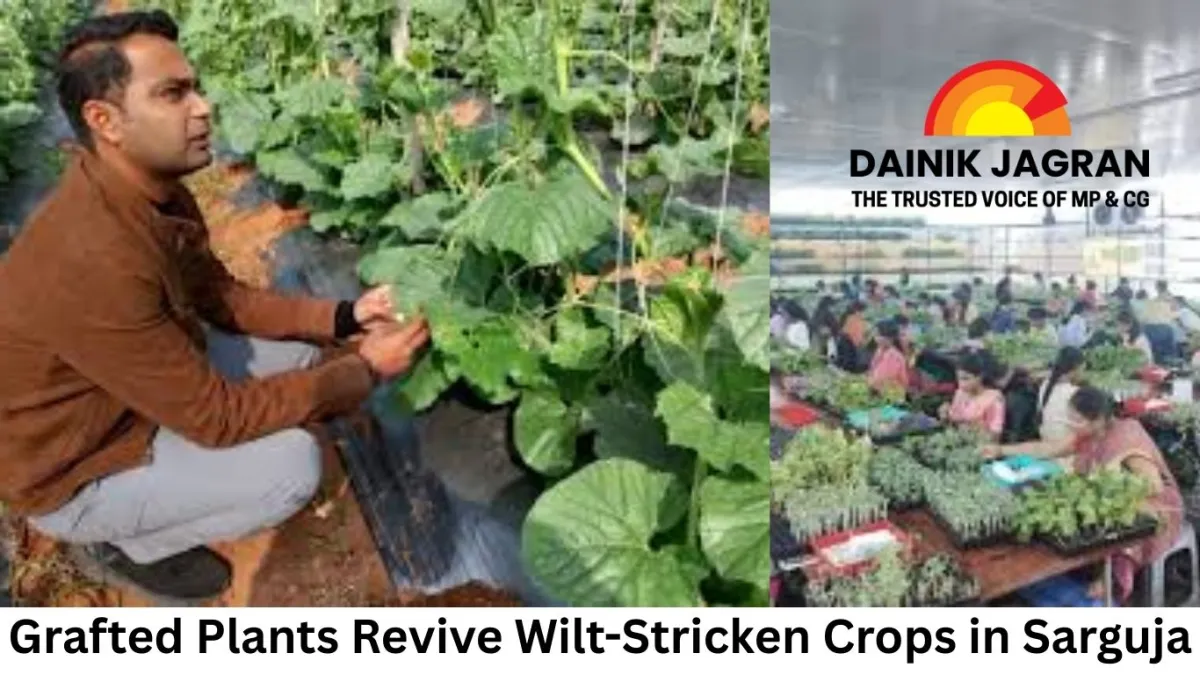 Grafted Plants Revive Wilt-Stricken Crops in Sarguja; Young Farmer ...