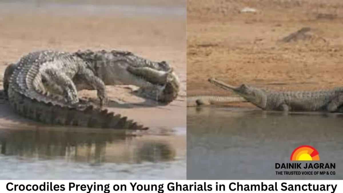 Crocodiles Preying on Young Gharials in Chambal Sanctuary, Radio ...