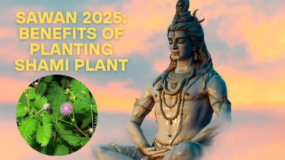 Sawan 2025: Planting Shami plant in Sawan gives these benefits, many ...