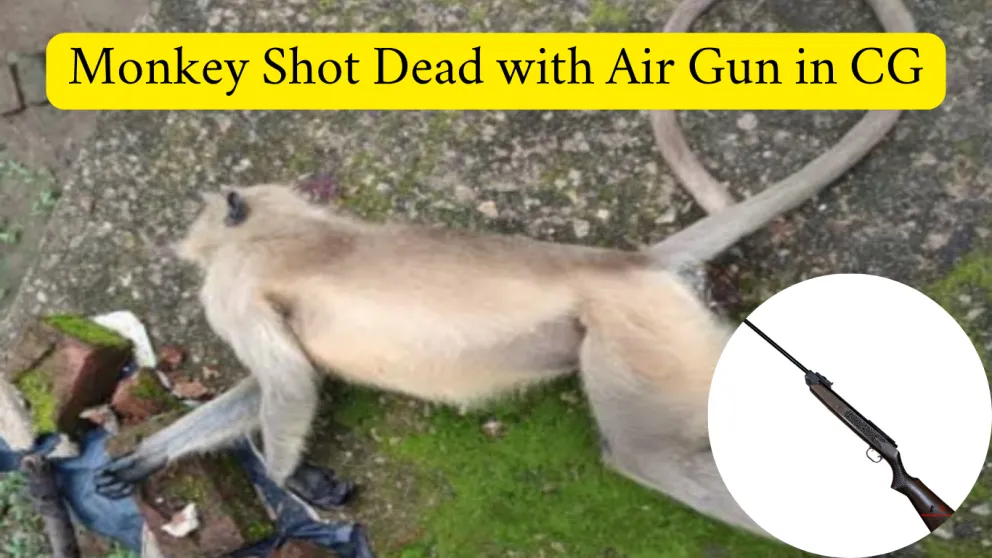 Monkey Shot Dead with Air Gun in CG, Forest Dept Launches Probe ...