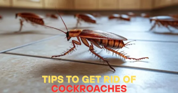 Rain Brings Cockroach Surge at Home - Dainik Jagran English