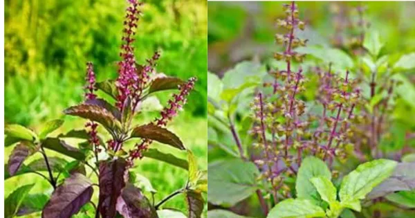 When Should You Not Touch the Tulsi Plant? 5 Key Hindu Rules - Dainik ...