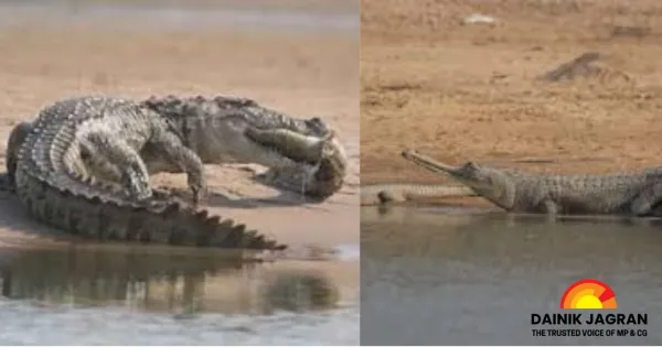 Crocodiles Preying on Young Gharials in Chambal Sanctuary, Radio ...