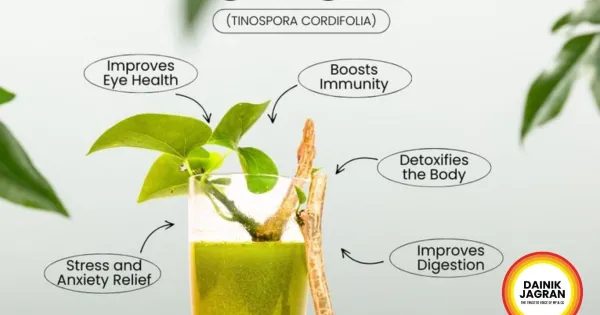 Giloy for Summer Immunity Natural Health Hack 2026 India - Dainik ...